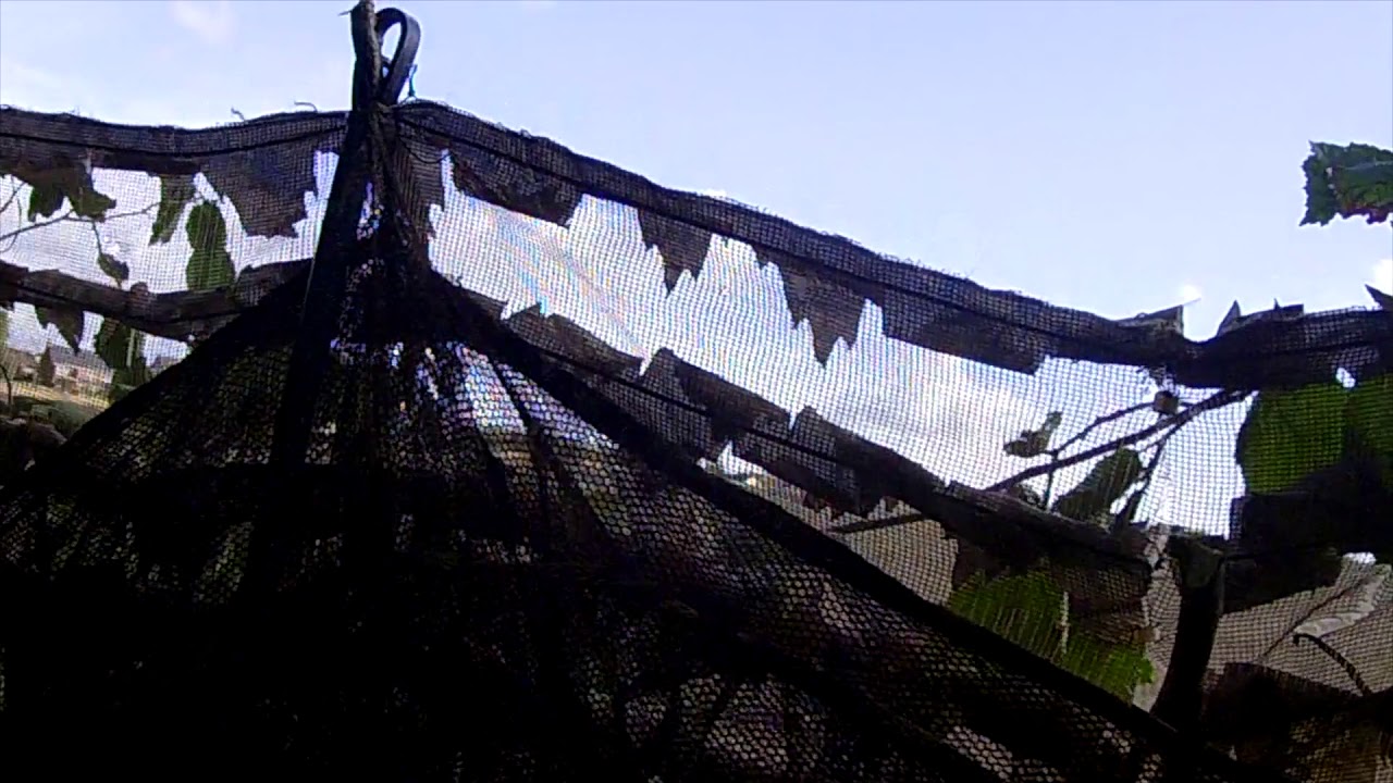 Wood pigeon shooting on laid wheat with Enforcer Decoys DJ Decoys.com ...