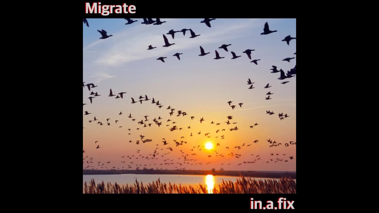Migrate {145bpm Techno mix} - YouTube