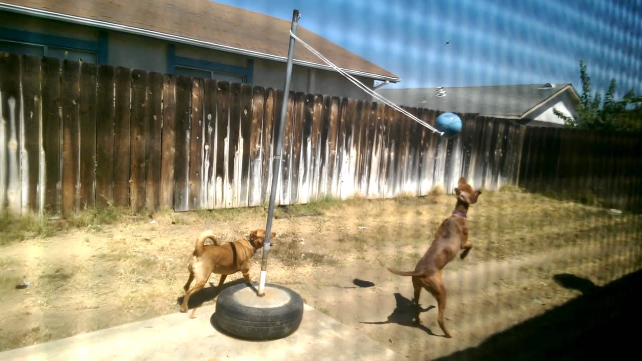 Playing Tether ball with Dogs. - YouTube