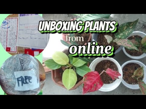 UNBOXING HOUSE PLANTS FROM ONLINE #garden #unboxing #plants # ...