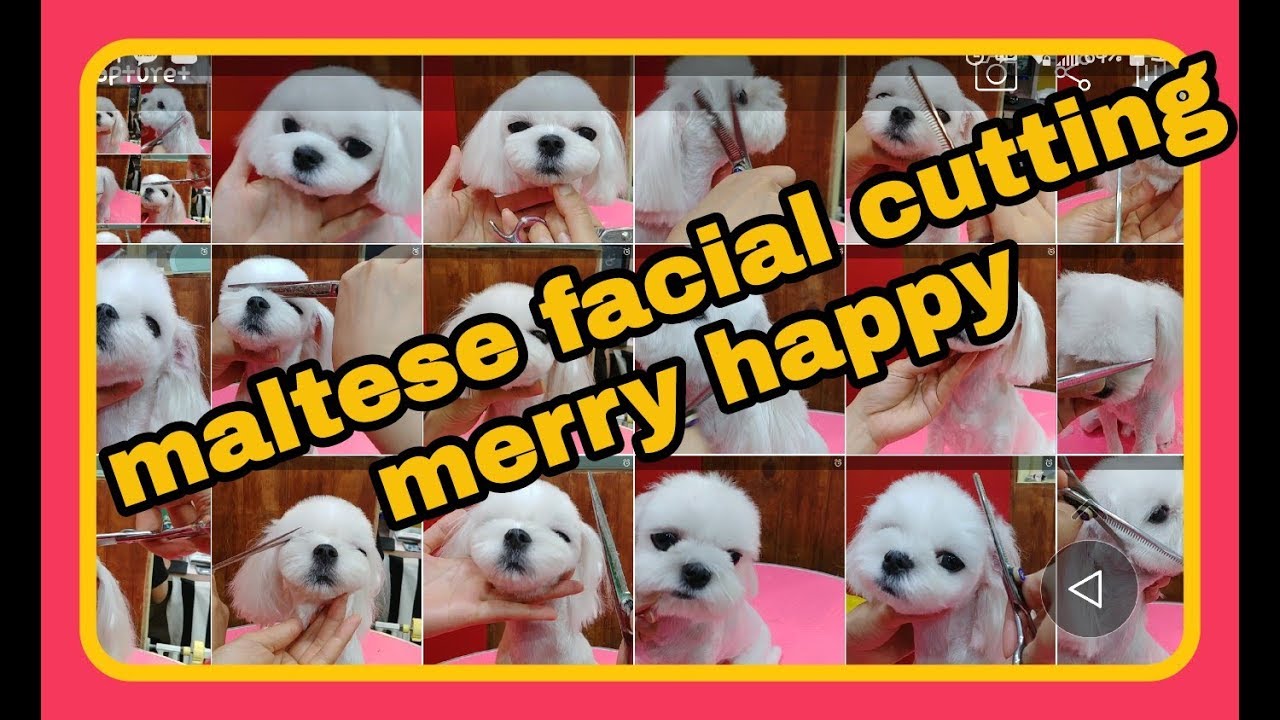 말티즈 얼굴컷-maltese facial cutting-메리해피손쌤 - YouTube