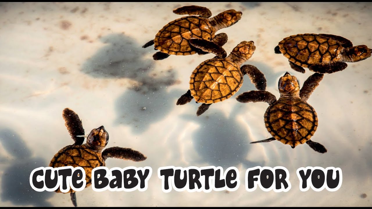 Animals Sounds (Turtle) | Baby Turtle Sounds Effects - YouTube