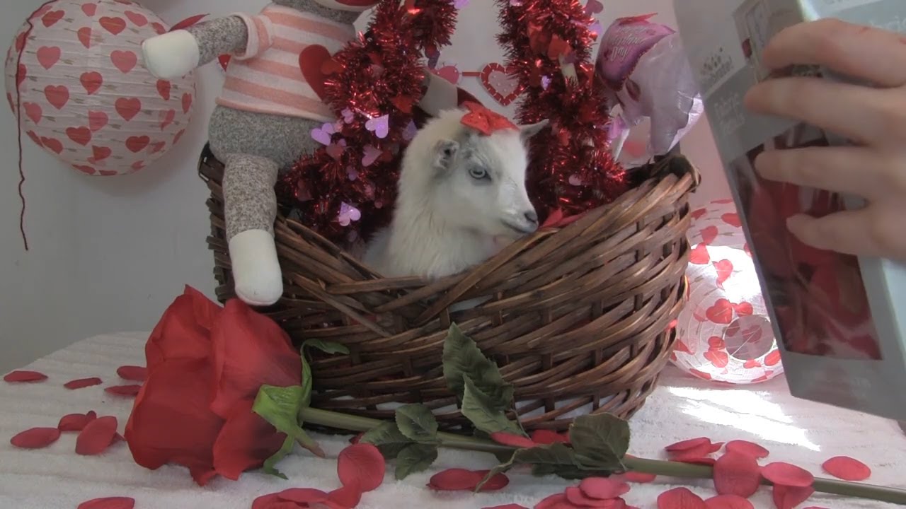 Goat Valentine Basket - YouTube