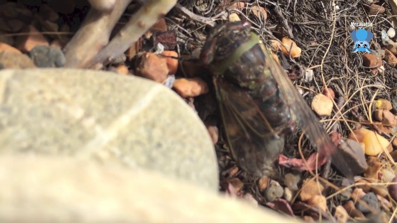 Newly unfurled Black Prince Cicada: this is Blackadder - YouTube
