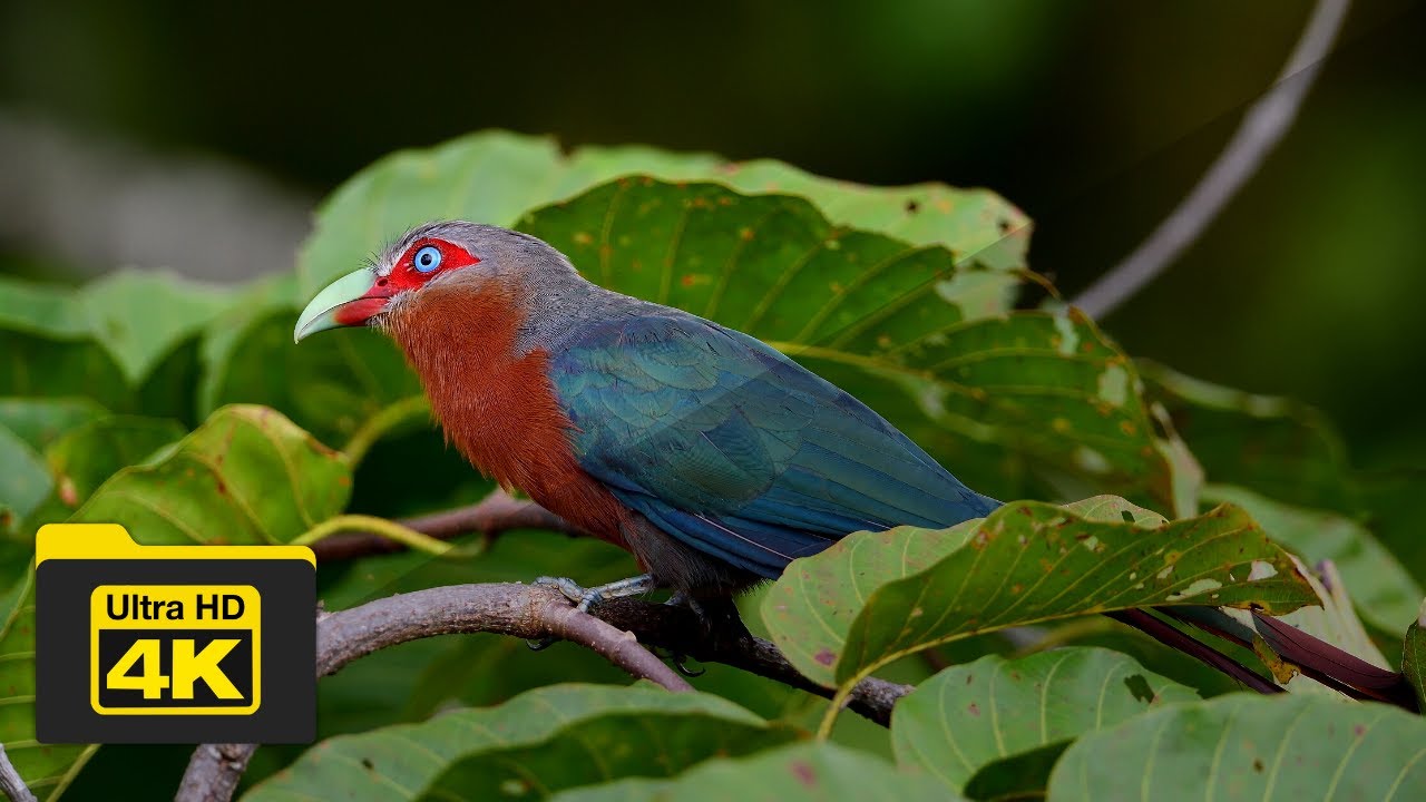 CHESTNUT BREASTED MALKOHA | BIRDS OF BORNEO | YCLEE PHOTOGRAPHY - YouTube
