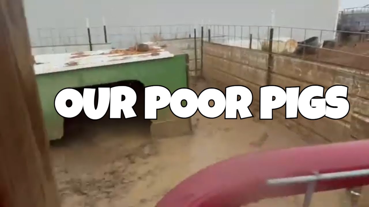 Pigs in Peril! Flood Waters Rising Fast - YouTube