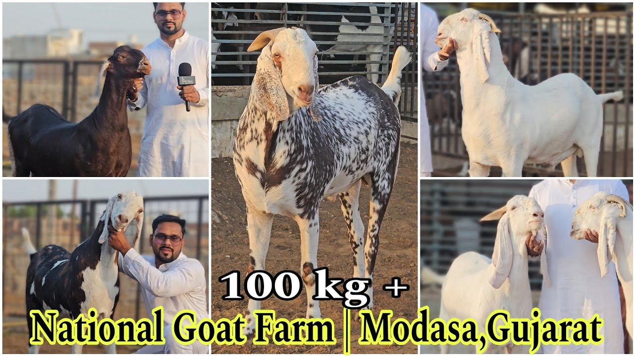NATIONAL GOAT FARM | 100KG + HEAVY KHASSI GOAT | MODASA, GUJARAT, EID ...