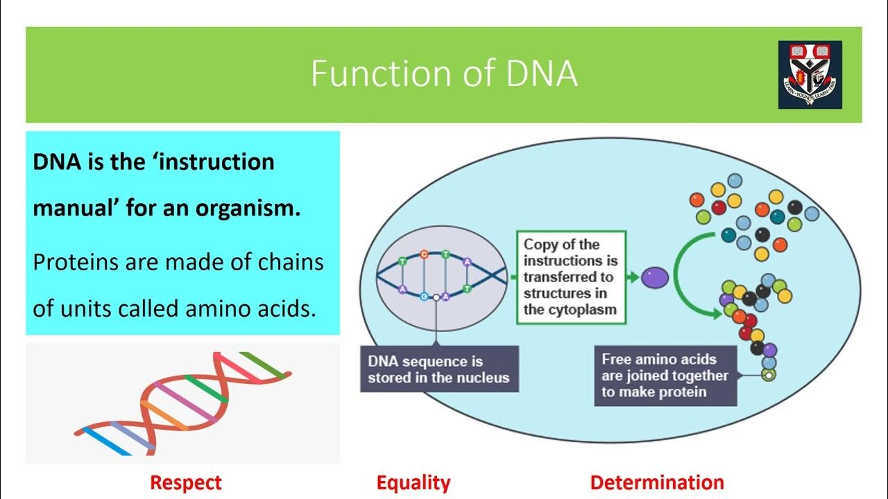 N4 Cell Biology: 1 DNA Genes Chromosomes - YouTube