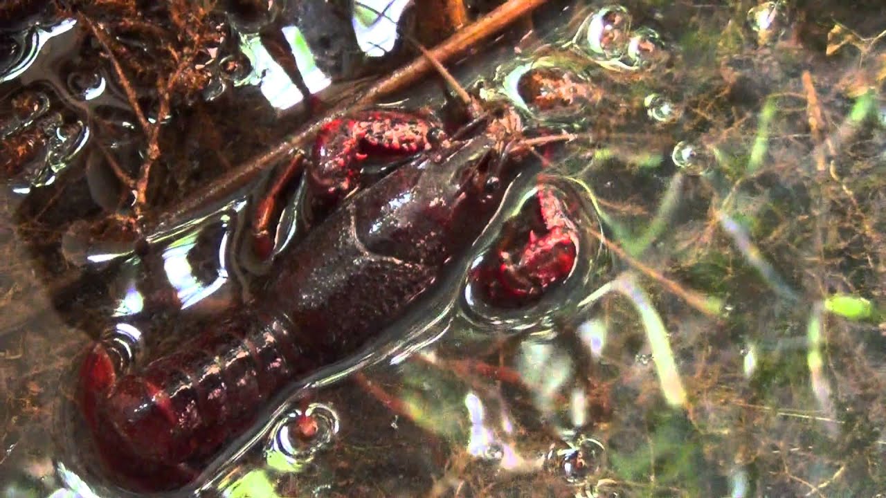 Roter Amerikanischer Sumpfkrebs HD Procambarus clarkii in Aktion 14.07. ...