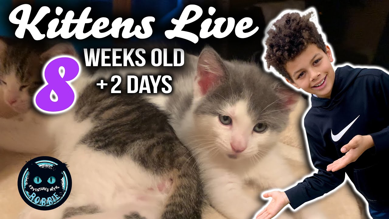 Kittens Live Stream - baby kittens - 8 weeks old + 2 days - YouTube