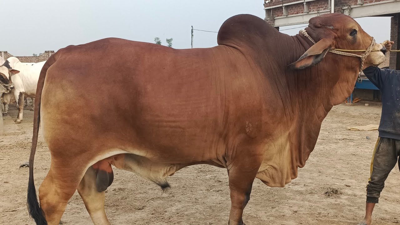 Big Bulls Qurbani2023 || Mandi Update || Hafiz Azhar jutt || Pak ...