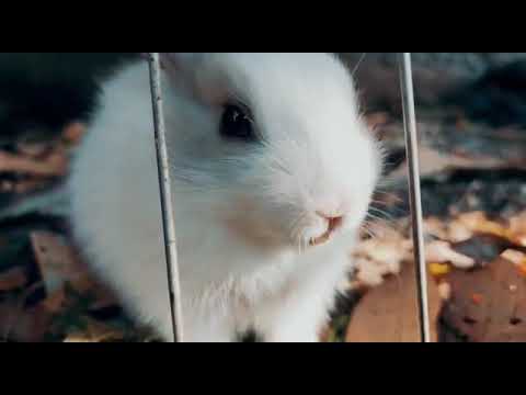 Rabbit's First Vlog || Adorable BUNNY || Short Video || Cute BUNNY || Rabbit Lover 🐇