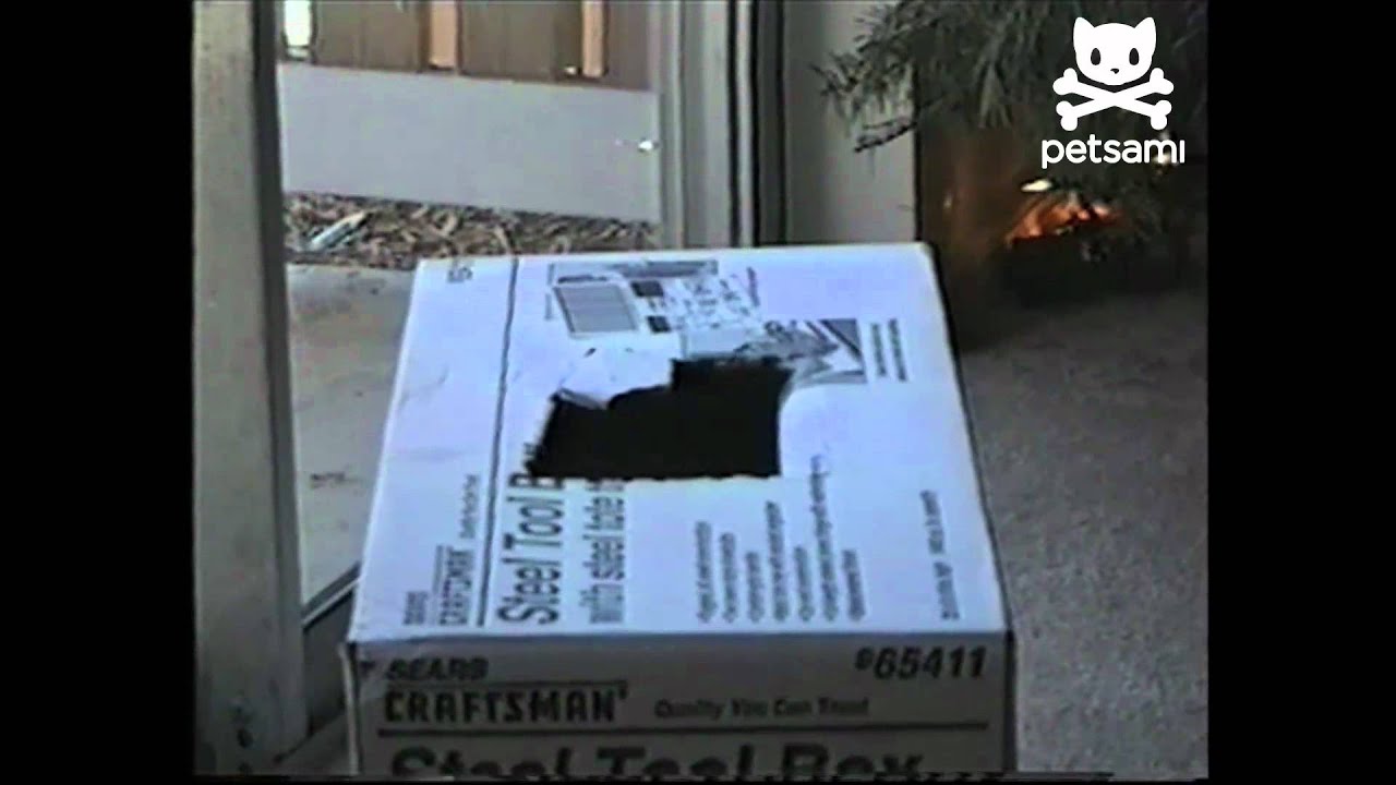 Jack-In-The-Box cat scares dogs - YouTube