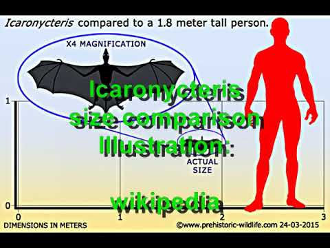 APRIL /3/20 Icaronycteris index - YouTube