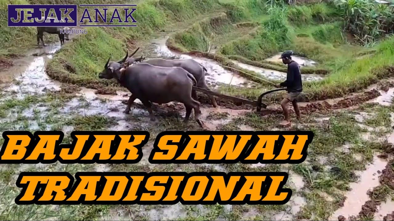 petani tradisional | gotong royong menggarap sawah dengan cara ...