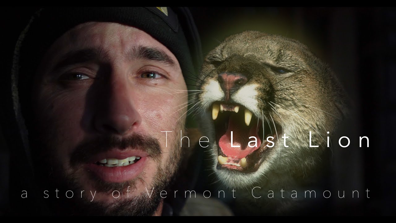 The Last Lion - A Story of Vermont Catamount - YouTube