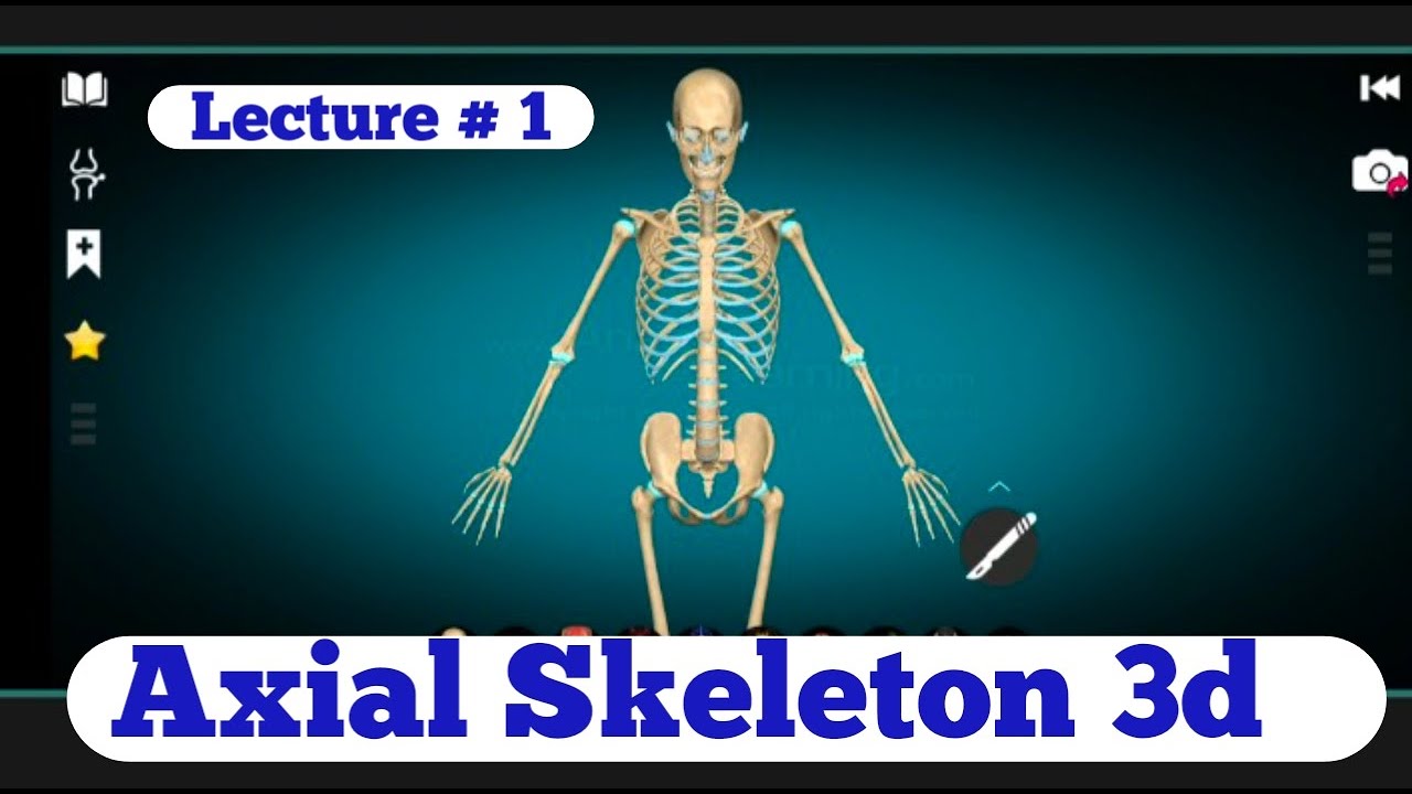 axial skeleton anatomy 3d - YouTube