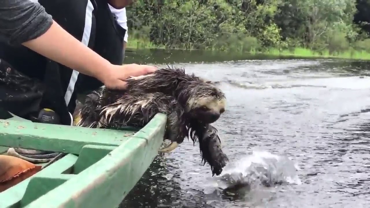 Adorable Sloth Playing With Water While Cruising On A Boat!! - YouTube