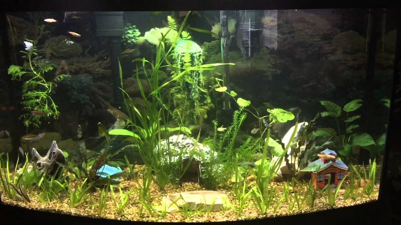 My Best 50 gallons freshwater fish tank - YouTube