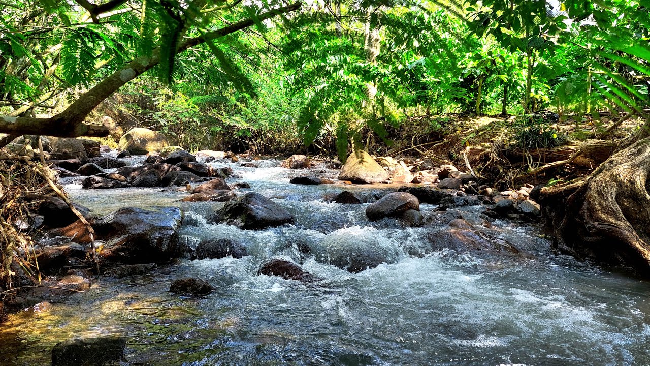 Beat Insomnia Fast With Soothing Rushing River Sounds - Serene Forest ...