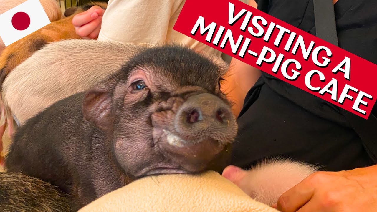 Mini Pigs and Coffee at a Tokyo “Cafe” - YouTube