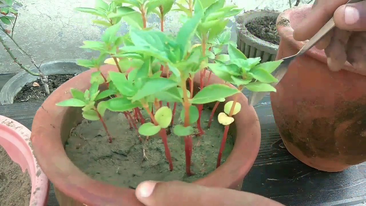 How to repot balsam seedling - YouTube