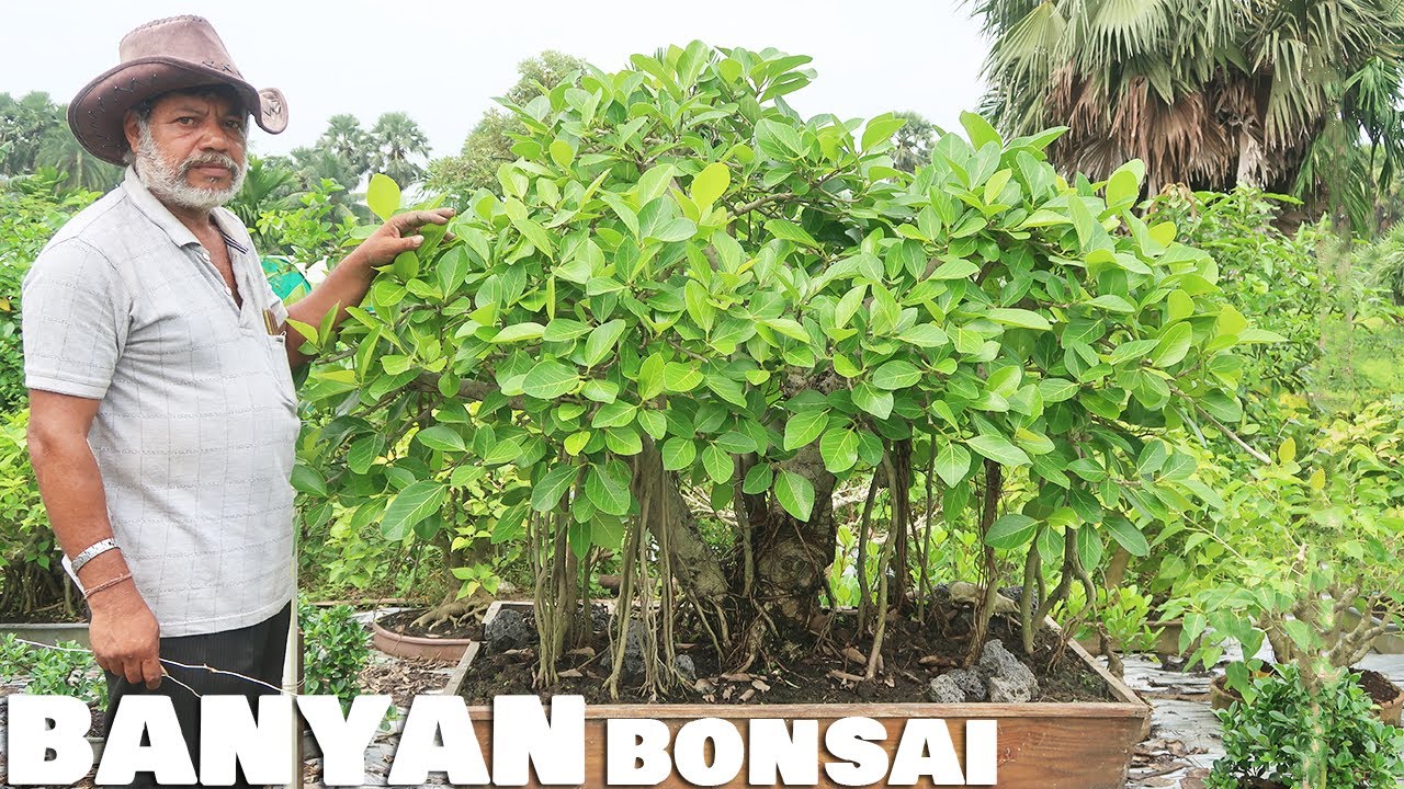 A Majestic Ficus Benghalensis Bonsai (Banyan) - YouTube