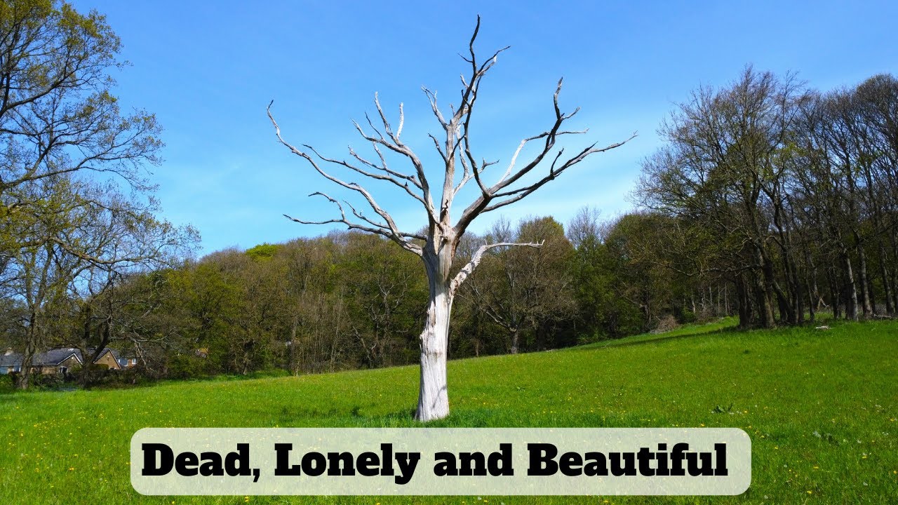 Why Is This Dead Tree So Beautiful? - YouTube