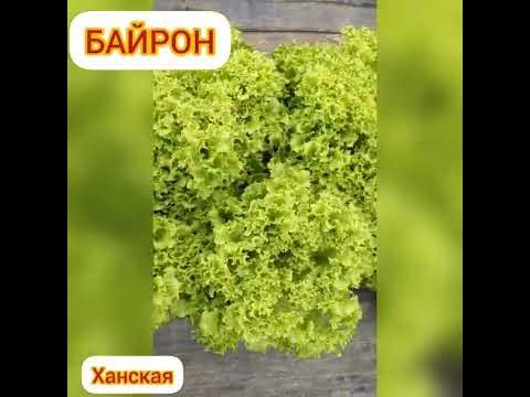 Салат листовой БАЙРОН (Byron) - очень продуктивный и однородный сорт ...