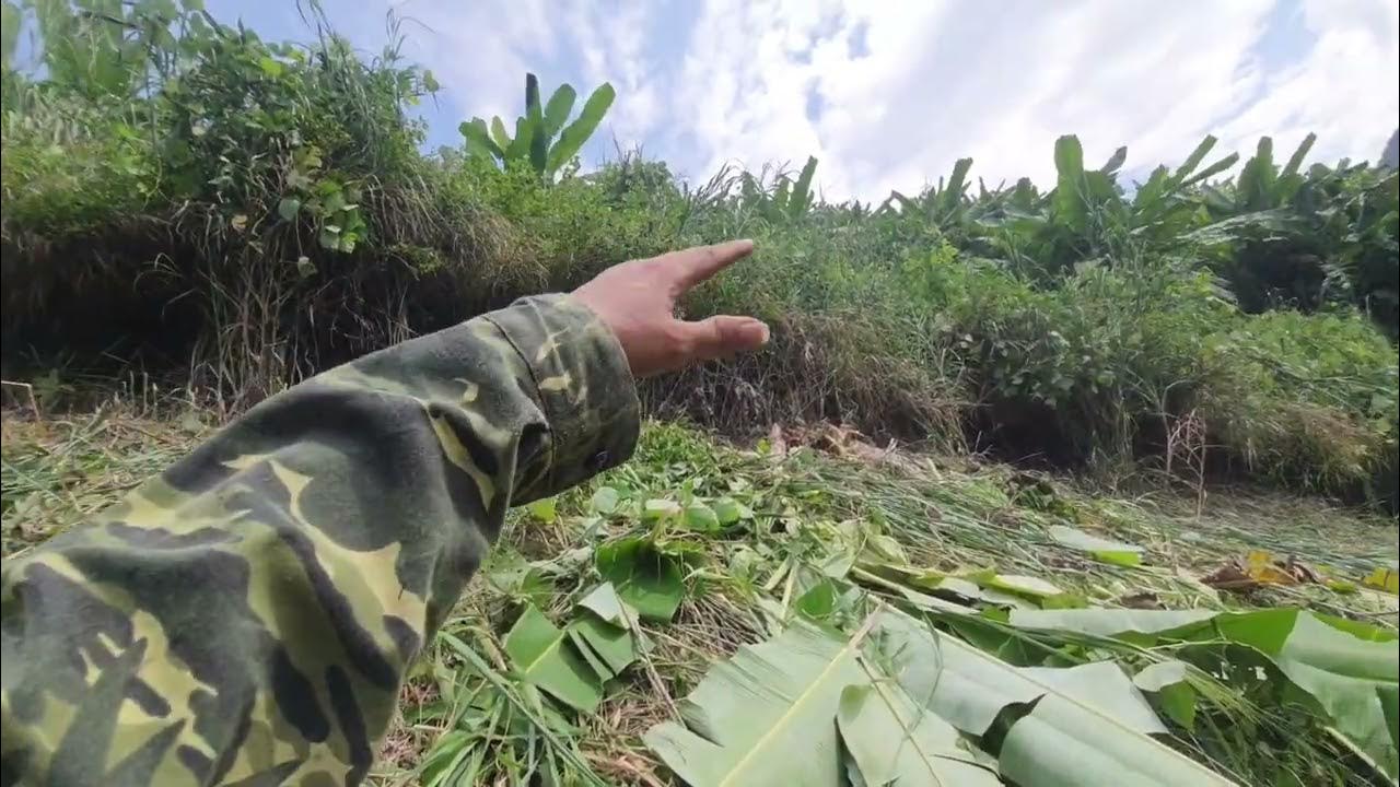 Luaj teb npaj cog qos tsawb muag xyoo 2024 - YouTube