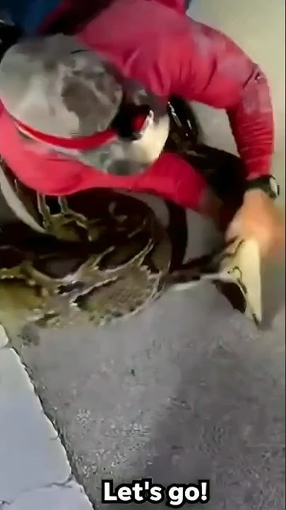 Python Hunter Stops 19 Foot Long Record Breaking Snake - YouTube