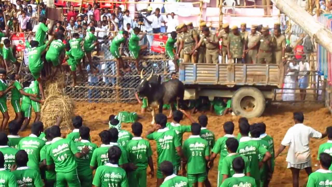 The Bull Does Not Always Lose - Palamedu Village Bull Taming, South ...