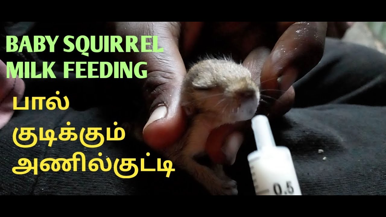 #squirrel Baby Squirrel | How to Feed Baby Squirrel | Beautiful ...
