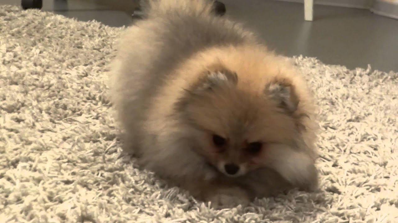 Pomeranian Puppy Mila ♥ - YouTube
