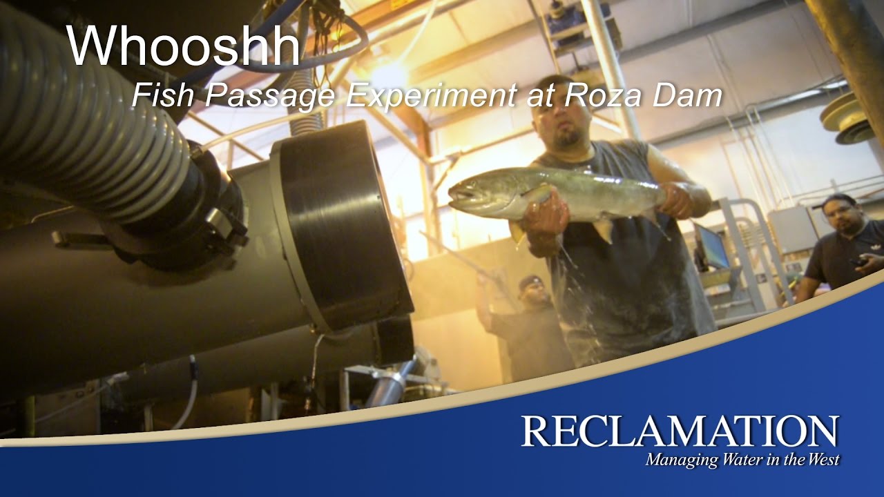 Whooshh: Fish Passage Experiment at Roza Dam - YouTube