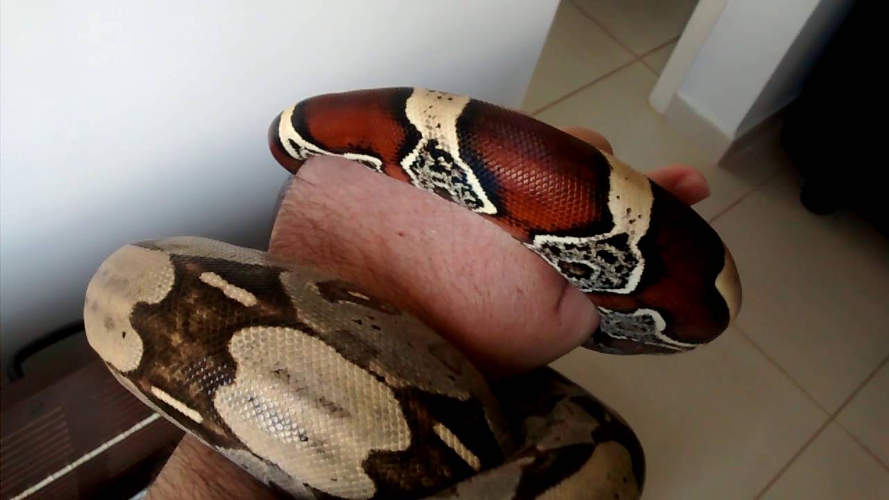 Jibóia BCC Red Tail - YouTube