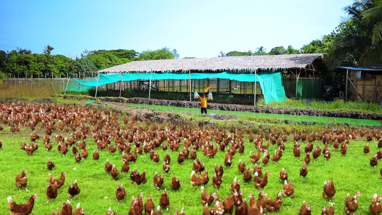 FREE-RANGE FARMING│MUD PONDS Everything you need to know! Feeding ...