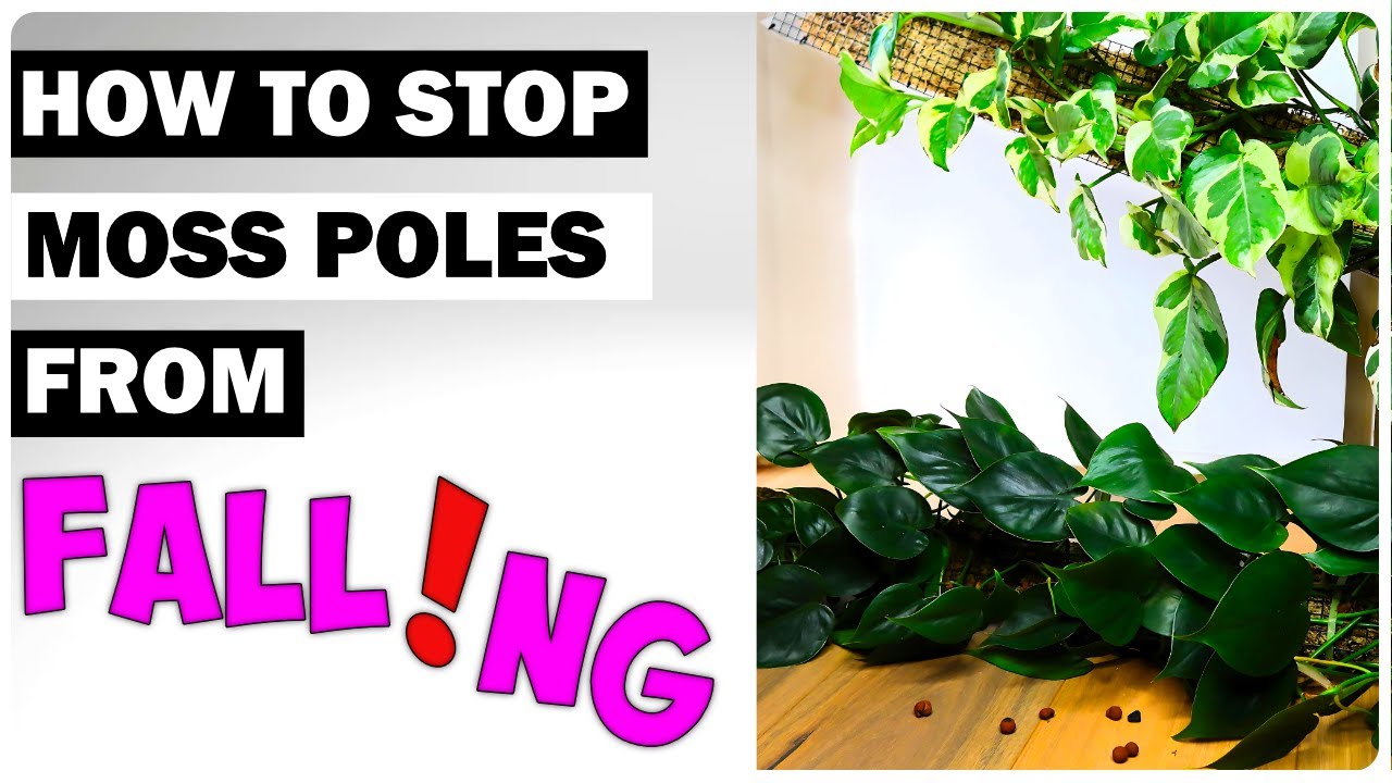 Keep Moss Poles UPRIGHT: EASY Solutions To Stop Falls - YouTube