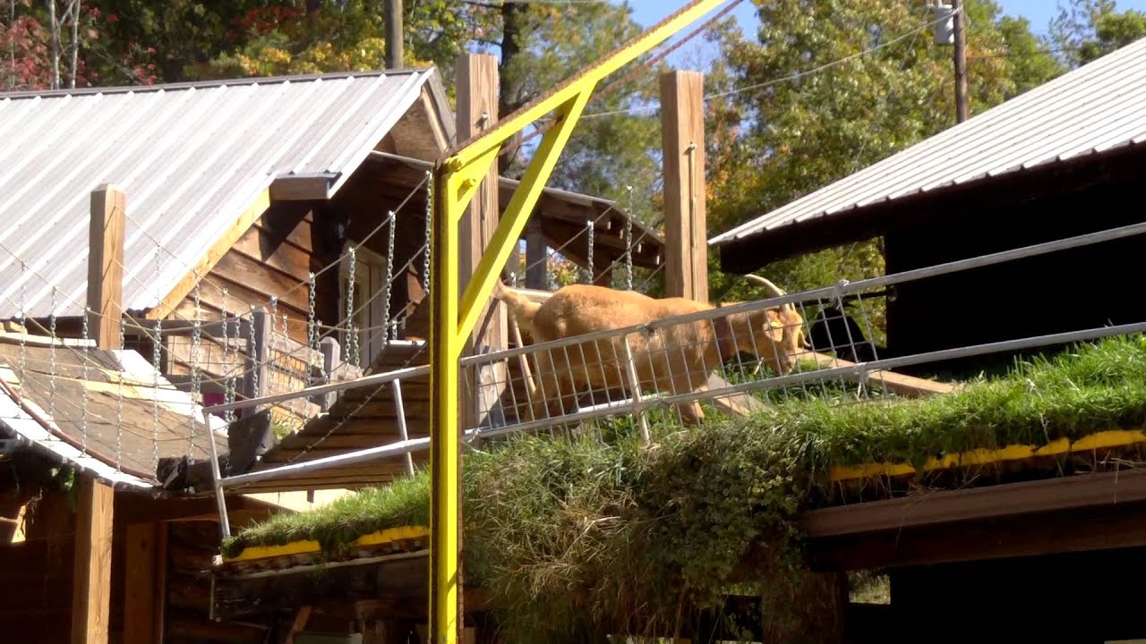 Goats on The Roof - Helen Georgia - YouTube