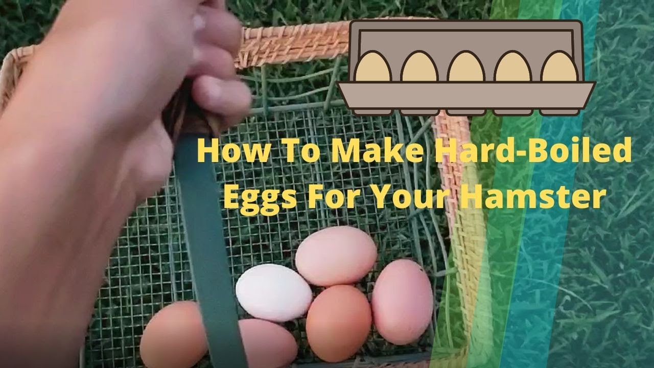 How To Hard-Boil A Egg For Your Hamster 🐹🥚🍳 - YouTube