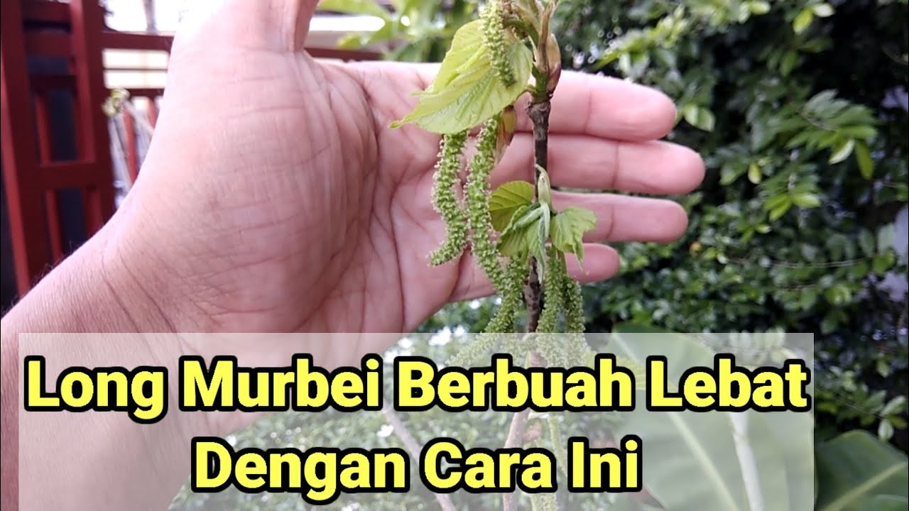 Cara Agar Long Murbei/ Mulberry Berbuah Lebat - YouTube