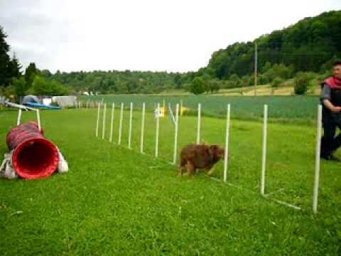 Agility: Slalom-Training - YouTube