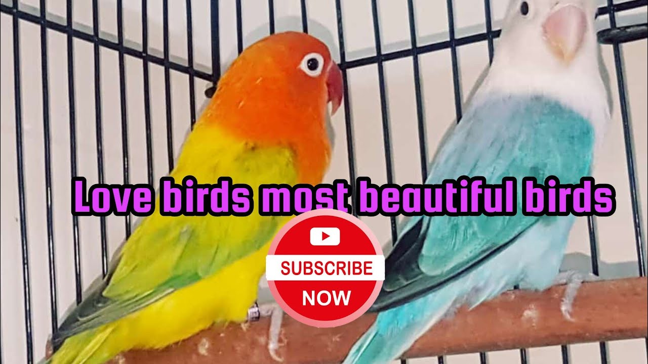 African Love Birds Breeding Setup Love Birds Colony/ Love Birds Cage ...