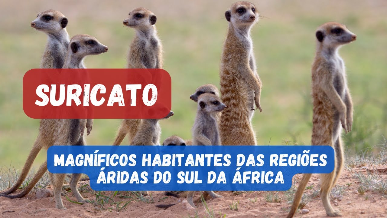 SURICATO - CONHEÇA 13 CURIOSIDADES SOBRE O SURICATO ESSE MAMÍFERO ...