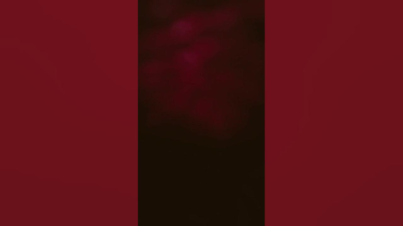 26 December 2024 - YouTube