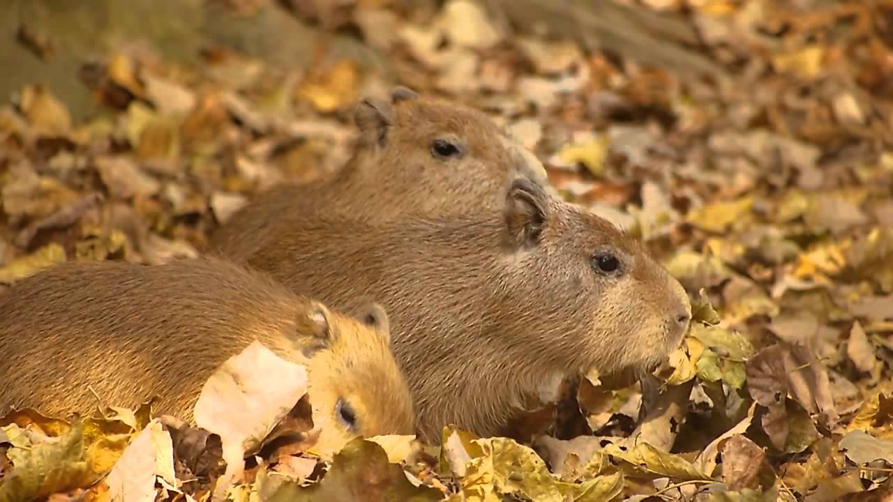 Baby capybara play on autumn leaves （仔カピバラ枯れ葉の上で） - YouTube