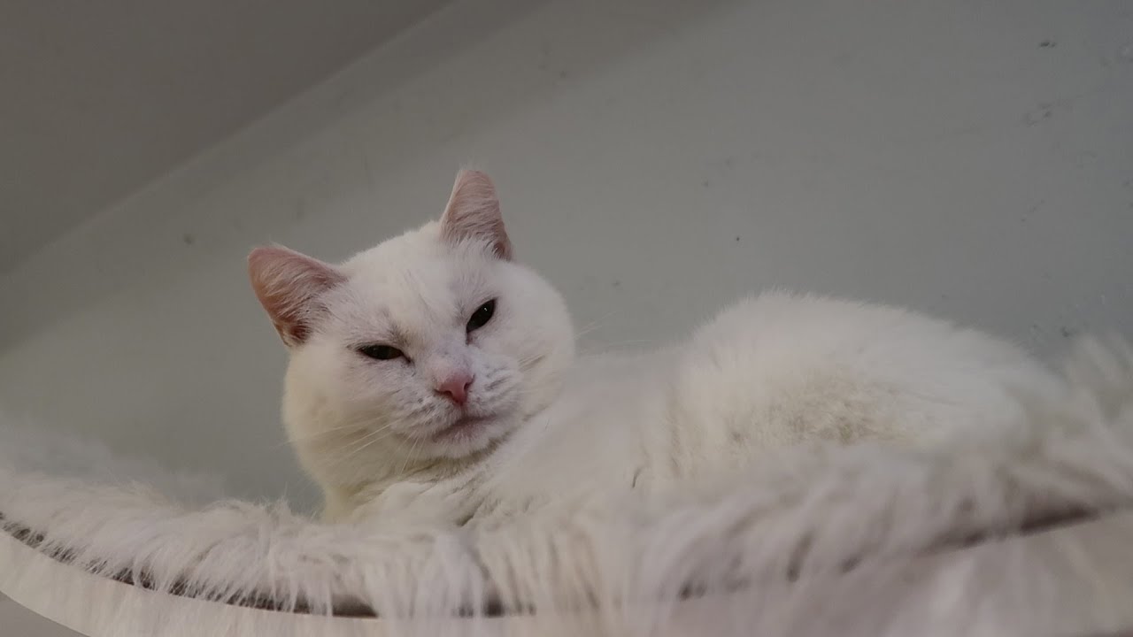 Cat blends in - YouTube