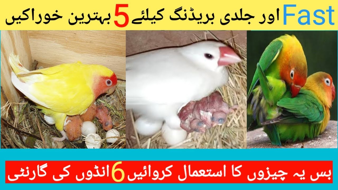 Fast Breeding Foods For Java Finch and LoveBirds | Super Breeding ...