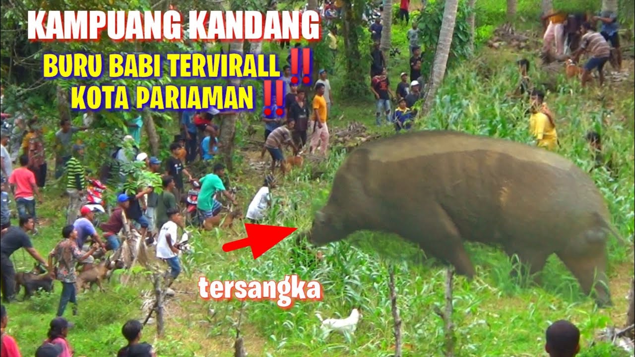 BURU BABI VIRALL DI KOTA PARIAMAN‼️ BURU BABI WISATA KAMPUANG KANDANG ...