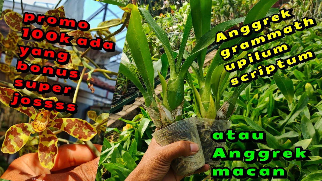 Grammathupipum scriptum. .. atau anggrek macan promo super murah dapat ...